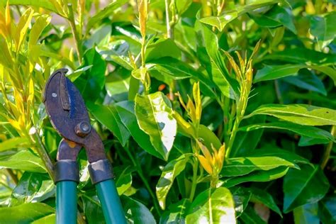 5 Ways To Make Laurel Grow Faster An Easy How To Guide