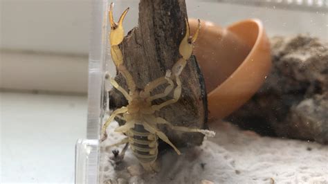 What Sex Is My Scorpion Kieth R Scorpions