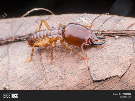 super macro termite image and photo free trial bigstock