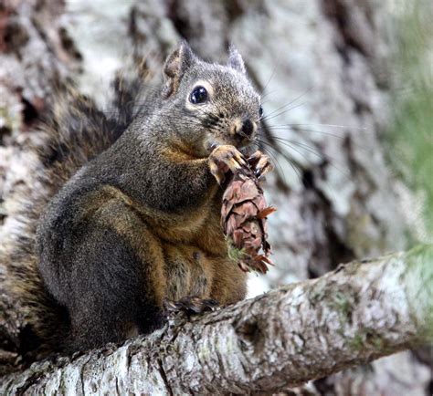 Genus Tamiasciurus Pine Squirrels — Coke Smith Wildlife