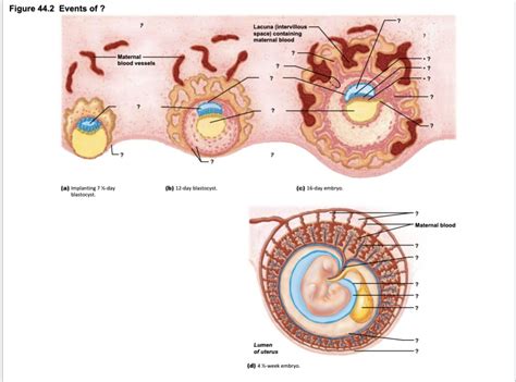 Unlabeled 11 Diagram Quizlet