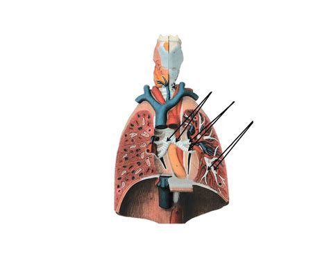 Bronchus Diagram Quizlet