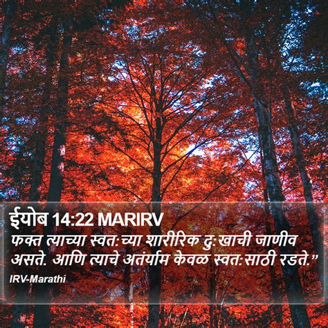 ईयोब 14 Bible Images ईयोब Chapter 14 Marirv Bible Verse Pictures