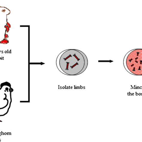 Schematic Illustration Of Isolation Of Osteoclast Precursors From