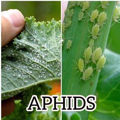 How To Get Rid Of White Aphids