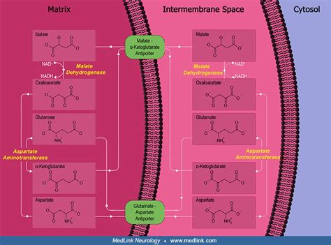 Fumarase Deficiency Medlink Neurology
