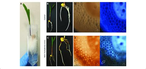 Overview Of T Virens Maize Interaction Under A Hydroponic System