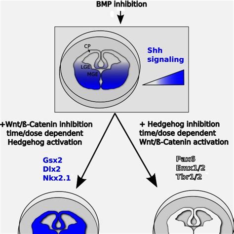 Proposed Model Of The Signaling Pathways Controlling Dv Patterning In