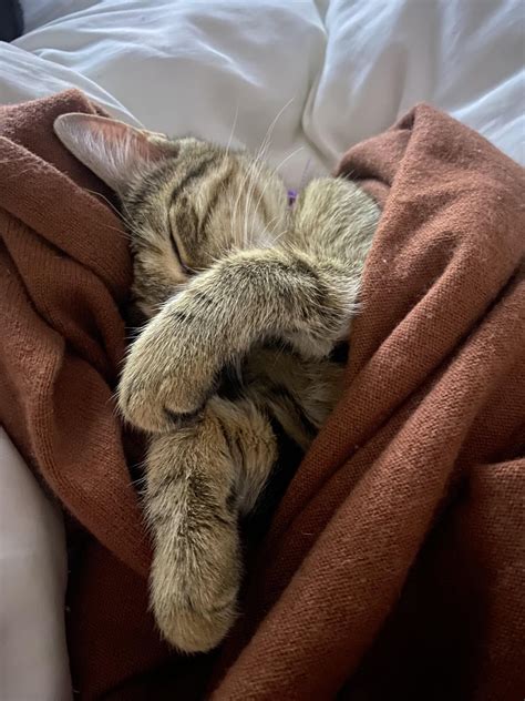 Lilith Aka Lily Aka Lils R Tuckedinkitties