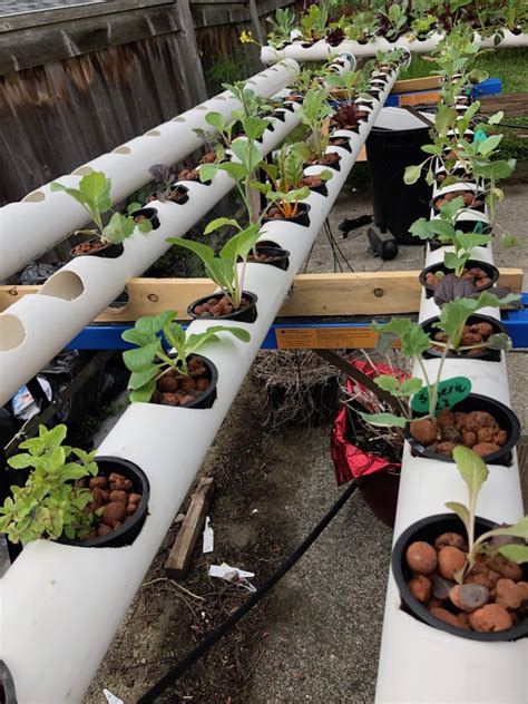 Forward House Greens Project Pqb Fruit Tree Project