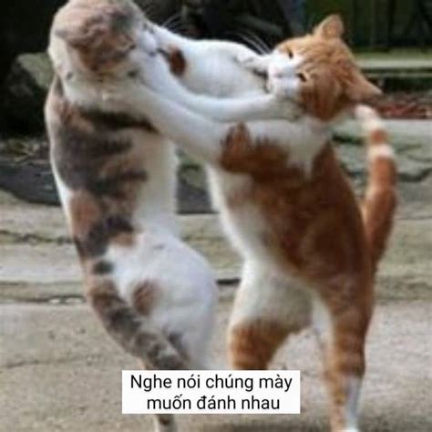 Meme Mèo Đánh Nhau Bựa [39 Hình Chế Hài Hước Nhất]