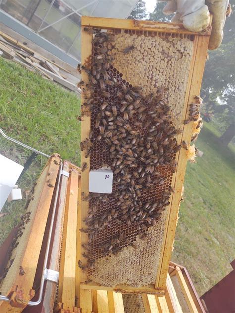 Wyze Home Monitoring For Hive Temperature And Humidity Beesource Beekeeping Forums