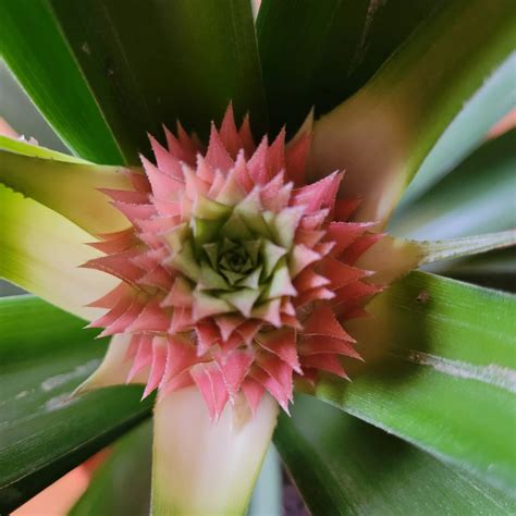 Mini Pineapple Flower 🎙🌴 This Guy Sex Music And Plants Facebook