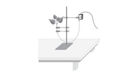 Transpiration Experiment 10 From Biology With Vernier