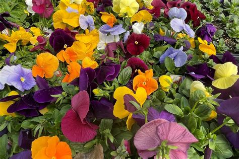 Prairie Pansies