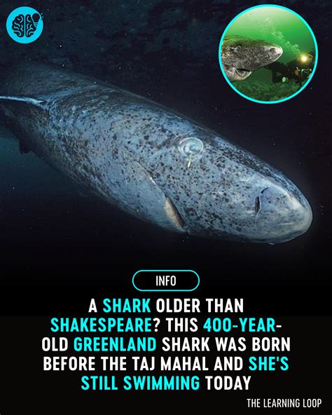 The Learning Born Around 1620 The Greenland Shark Is No Ordinary