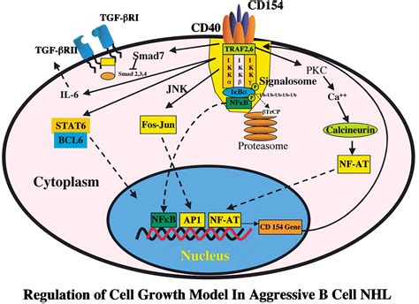A Cd40 Signalosome Anchored In Lipid Rafts Leads To Constitutive
