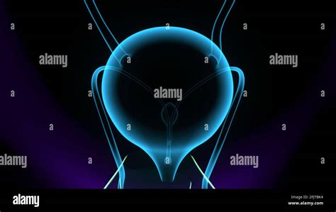 3d Illustration Of Human Body Male Reproductive System Anatomy Stock