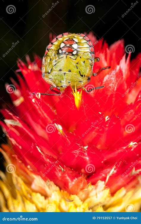 A Bug Nymph Stock Image Image Of Insect Nezara Yellow 79153557