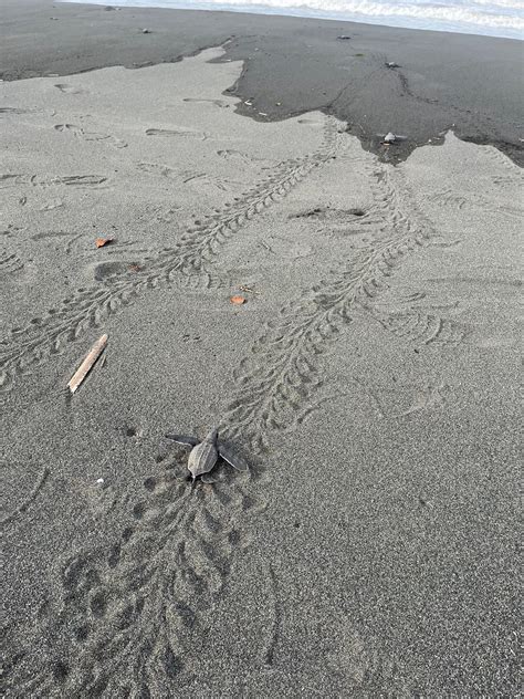 Turtle Tracks Sea Turtle Camp