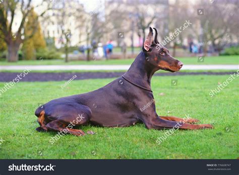 Are Doberman Ears Cut