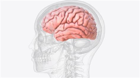 Premium Photo The Cerebral Cortex Also Known As The Cerebral Mantle Is The Outer Layer Of