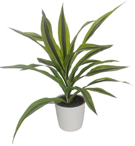 Dracena Buchete Bucuresti