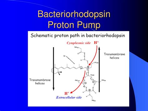 Ppt Bacteriorhodopsin Powerpoint Presentation Free Download Id 3524490