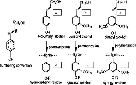 Figure 1 From Lignin And Its Biosynthesis In Nature Semantic Scholar