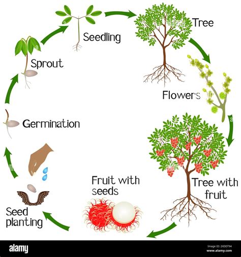 A Growth Cycle Of A Rambutan Tree On A White Background Stock Vector