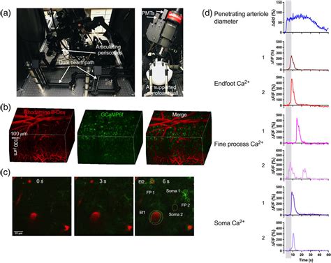Imaging Astrocytic Ca 2þ And Vascular Responses To Whisker Stimulation Download Scientific