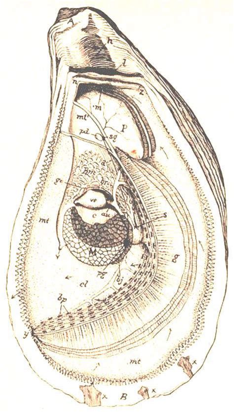 An Unusual Pearl Star Of Hope Pearl Large Natural Hollow Baroque