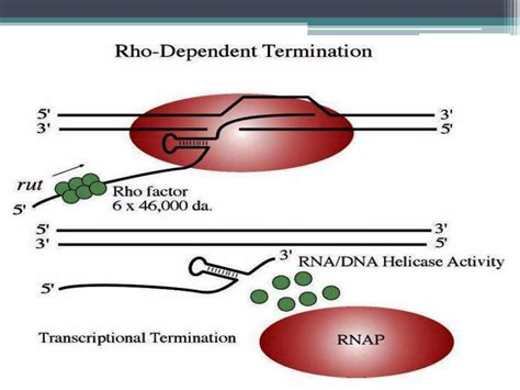 Transcriptional And Post Transcriptional Regulation Of Gene Expression