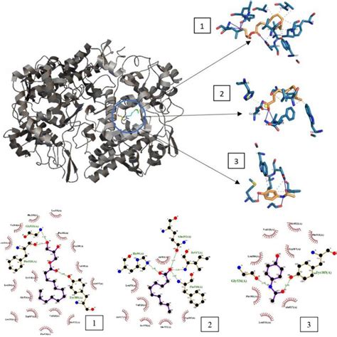 Crystal Structure Of Cox 2 Protein With Binding Site Occupied 1