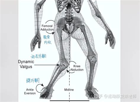 【锐博康复科普】科学解读下肢力线：如何改善x型腿和o型腿？ 知乎