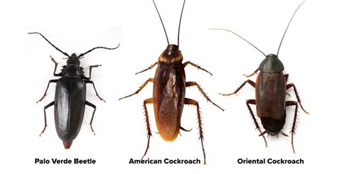Bugs That Look Like Cockroaches Dont Be Fooled Apb