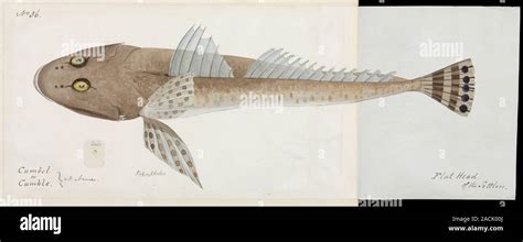 Flathead Fish Illustration From Original Water Colour Drawings Of