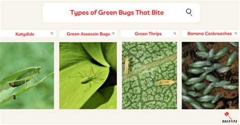 16 Green Bugs That Bite How To Avoid These Bugs Bugstips