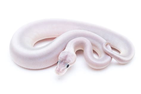 Silver Streak Ball Python
