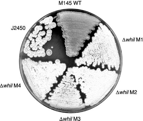 Figure 4 From Lambda Red Mediated Genetic Manipulation Of Antibiotic