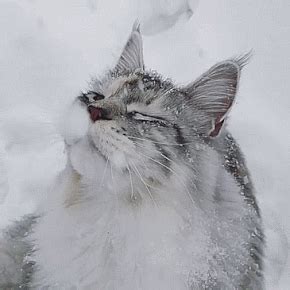 And Now Apropos Of Nothing Cute Cat In Snow