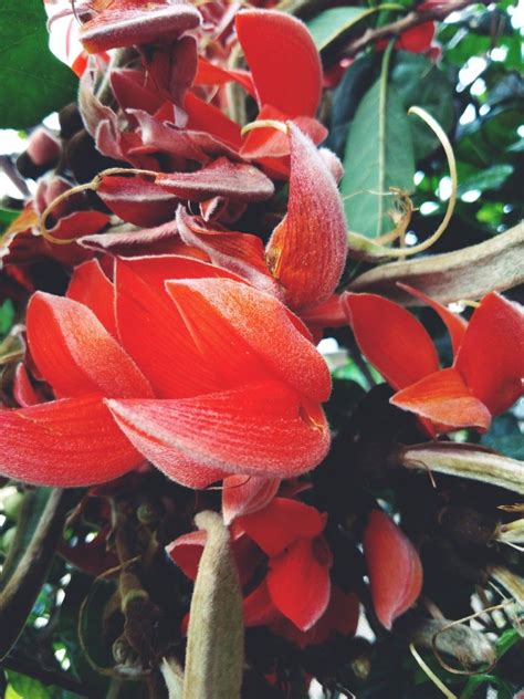 Pimientos Morrones Asados