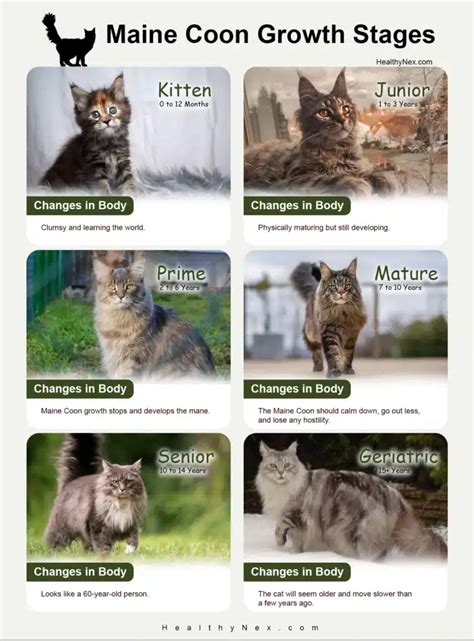 Maine Coon Cat Growth Chart