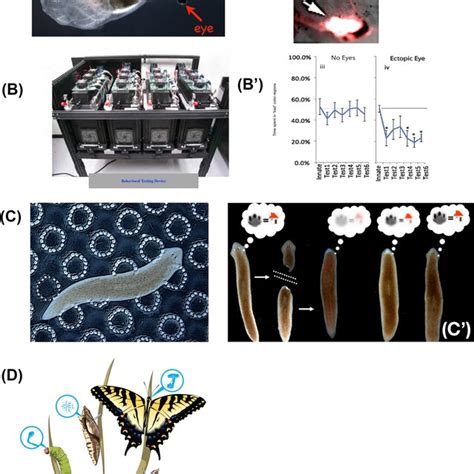 Cognitive Scaling A Rat Learning To Press A Lever To Get A Reward Download Scientific Diagram