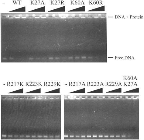 Dsdna Binding Nucleoprotein Gel Of Reactions Containing 43 µm In Download Scientific Diagram