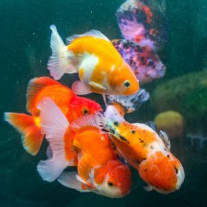Goldfish 101 Size Lifespan Care Guide Facts And Goldfish Vs Koi