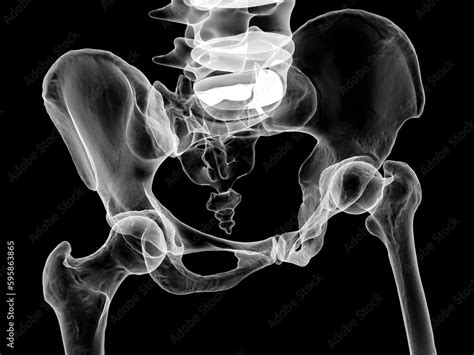 Anatomy Of The Pelvis Bones Including The Ilium Ischium Sacrum And