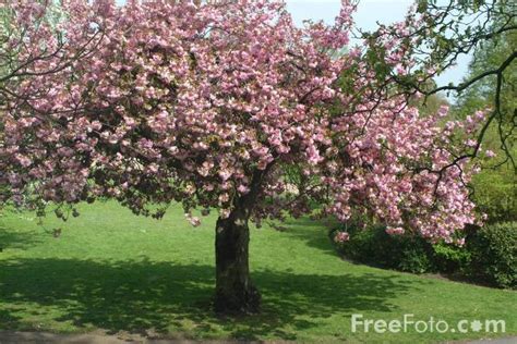 პროექტი დაწყებით კლასებში