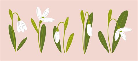 Spring Bulbs Vector Art Icons And Graphics For Free Download