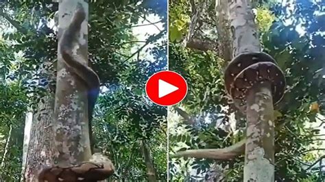 Python In Tree অসামান্য কৌশলে গাছে পেঁচিয়ে মগডালে উঠে পড়ল বিরাট অজগর
